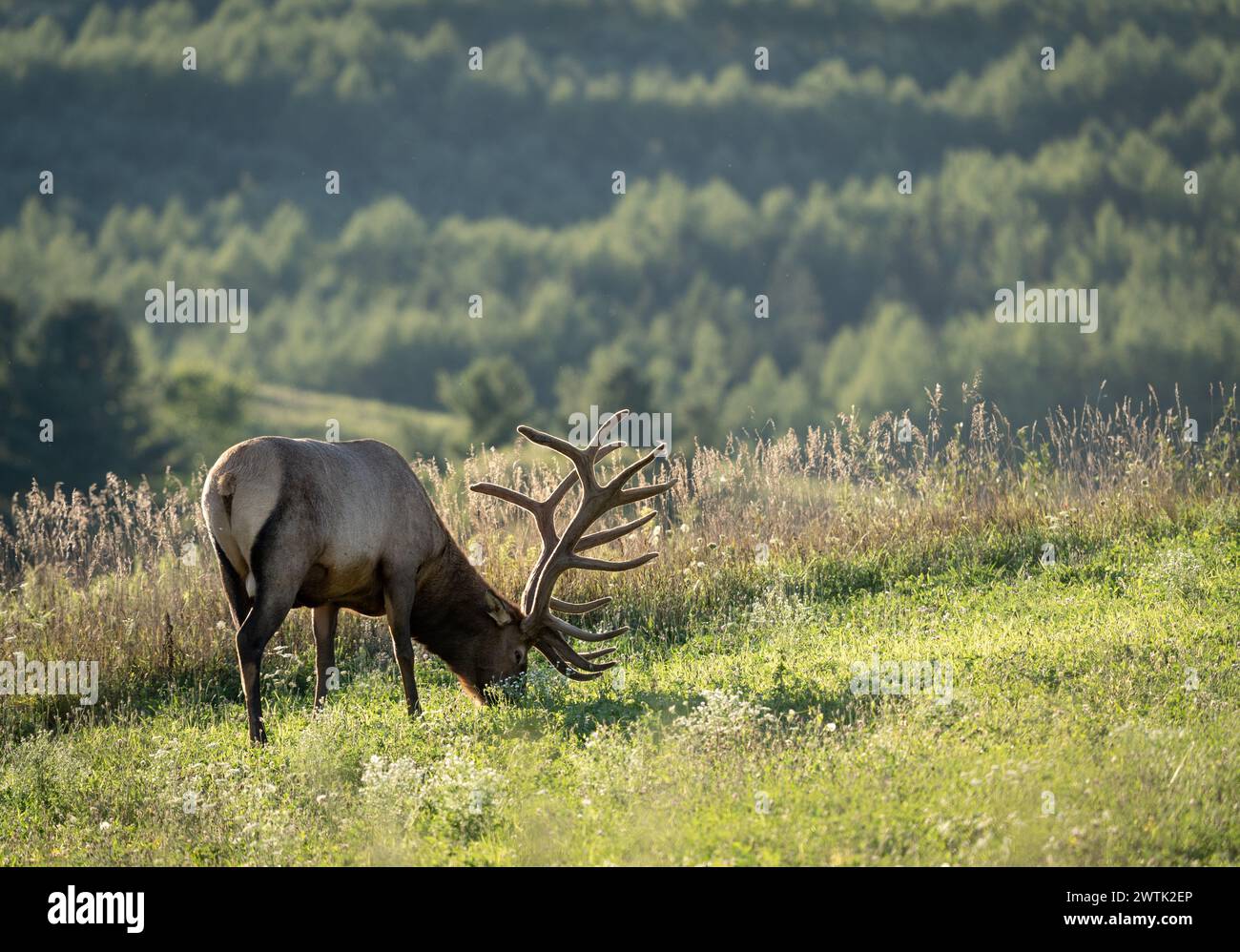 A bull Elk on a Hill in the Evening Light Stock Photo - Alamy