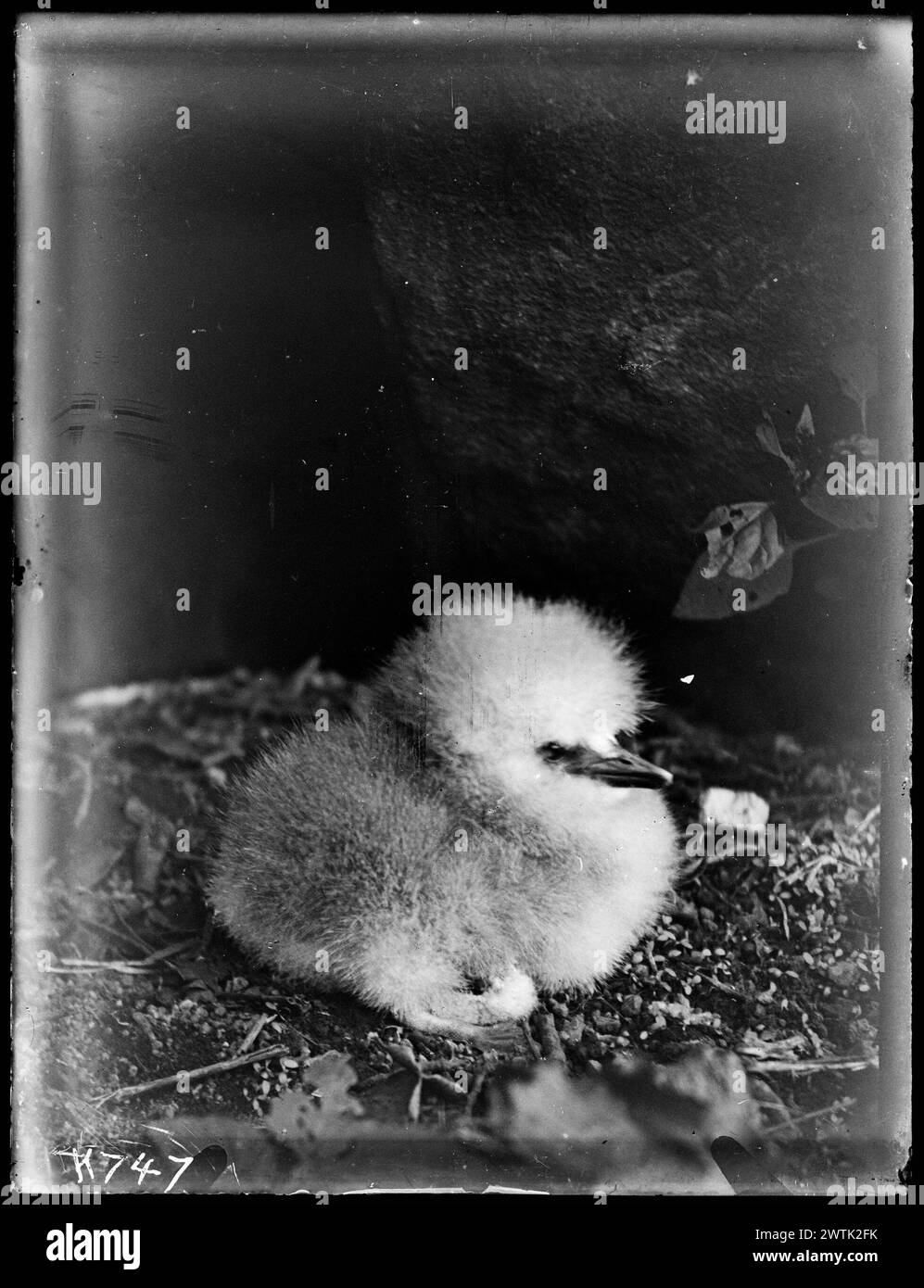 Image of bird Black and White Stock Photos & Images - Alamy