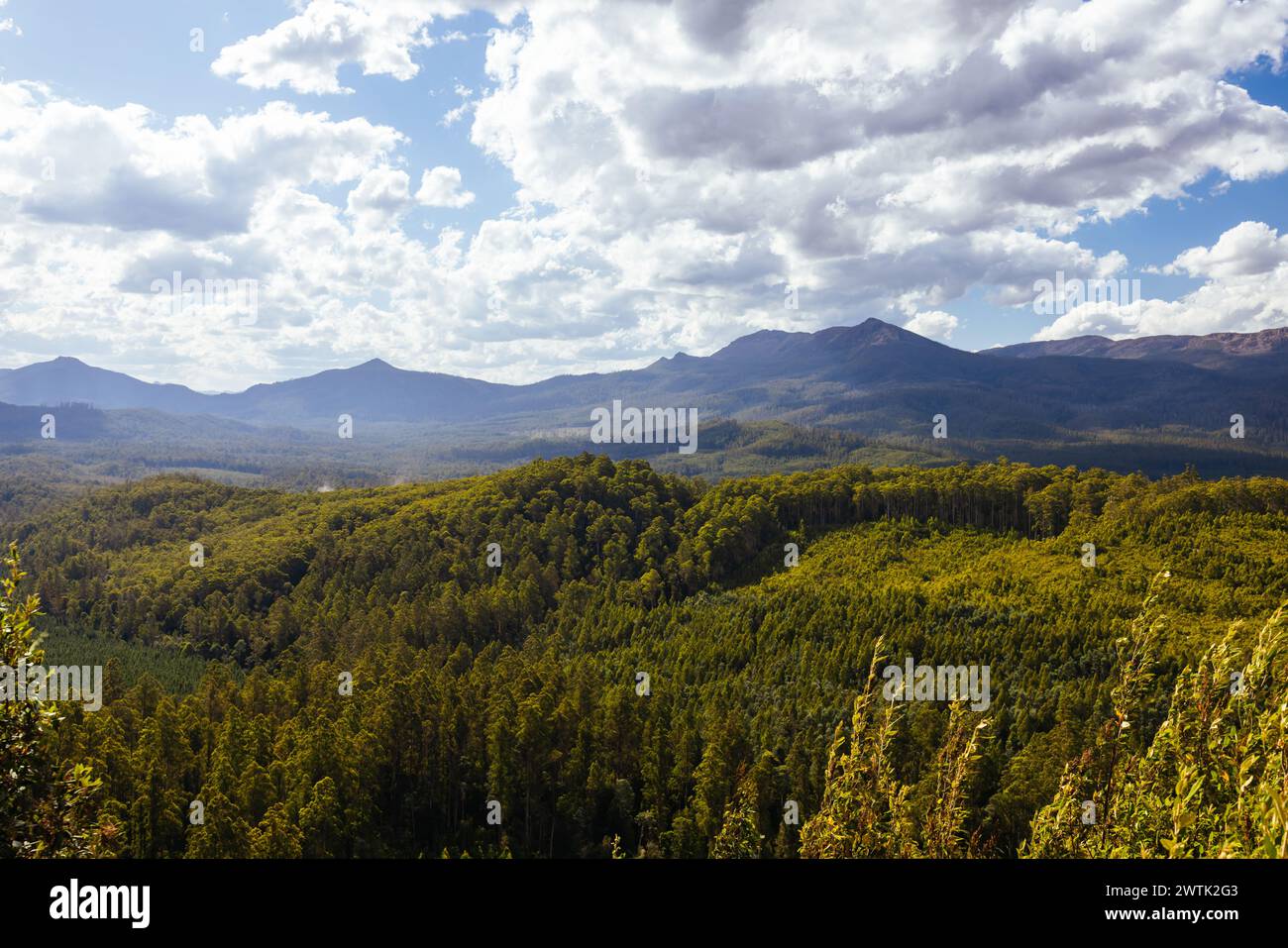 STYX VALLEY, AUSTRALIA - FEBRUARY 20 2024: Landscape of the Styx River ...