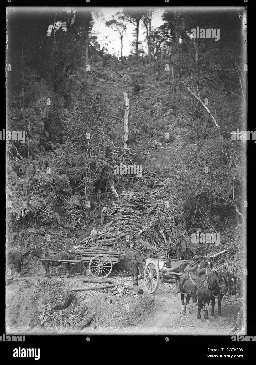 A firewood shute alongside the Arapeti-Mangahao service road. Large ...