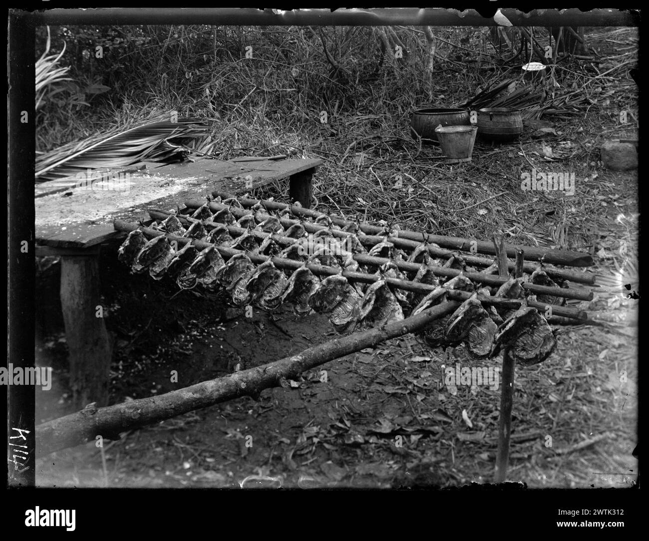 Mutton-birding : salted birds ready to go into the Smoke House black ...
