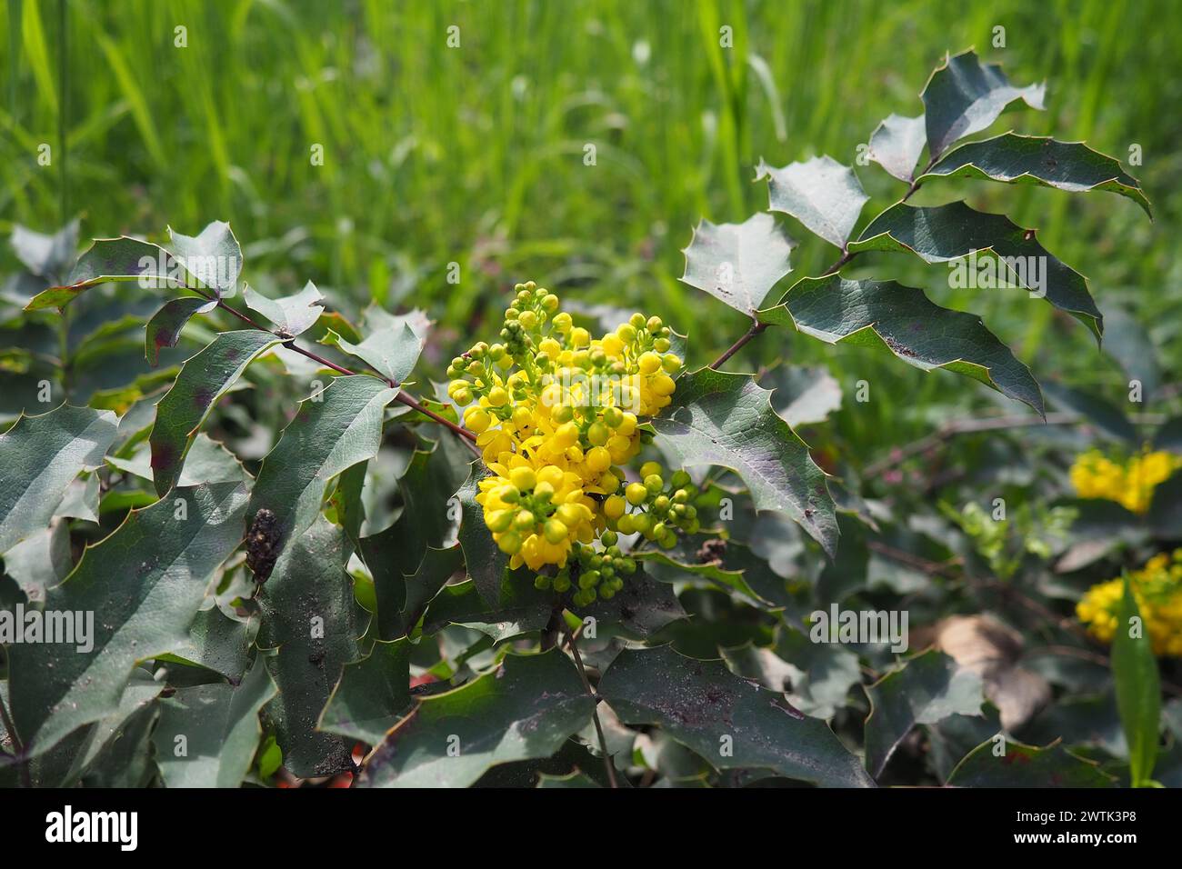 Berberis aquifolium, Oregon grape or holly-leaved barberry, flowering ...
