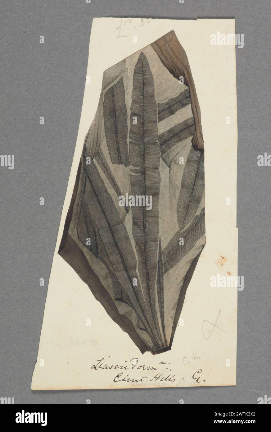 Fossil plant specimen. works on paper Stock Photo - Alamy