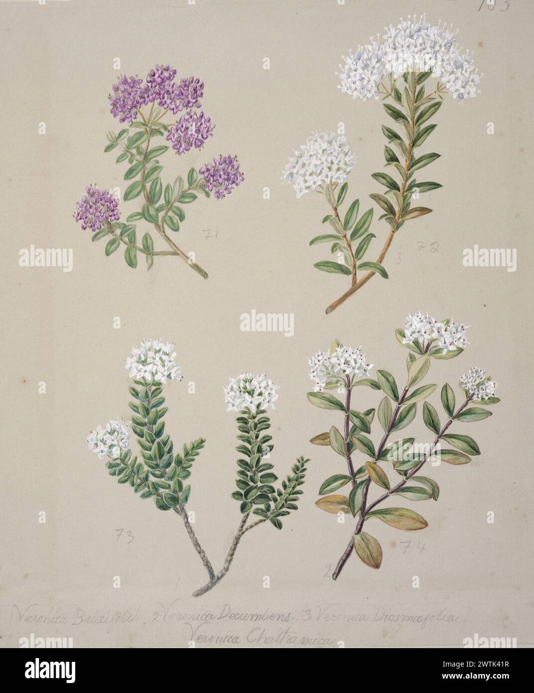 [Veronica (4 species)] watercolours, works on paper Stock Photo - Alamy