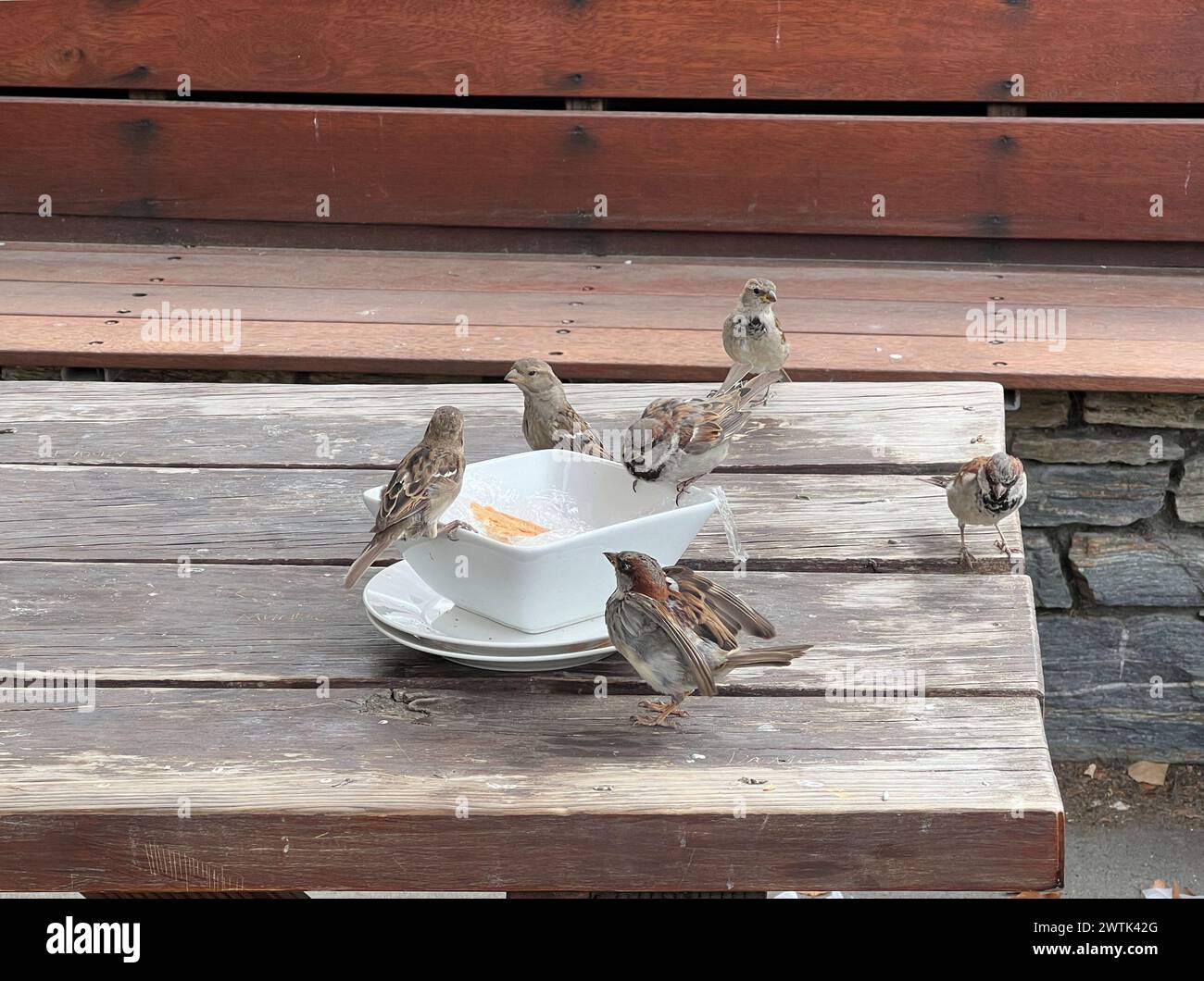 New Zealand House sparrows eating crumbs from a bowl Stock Photo - Alamy
