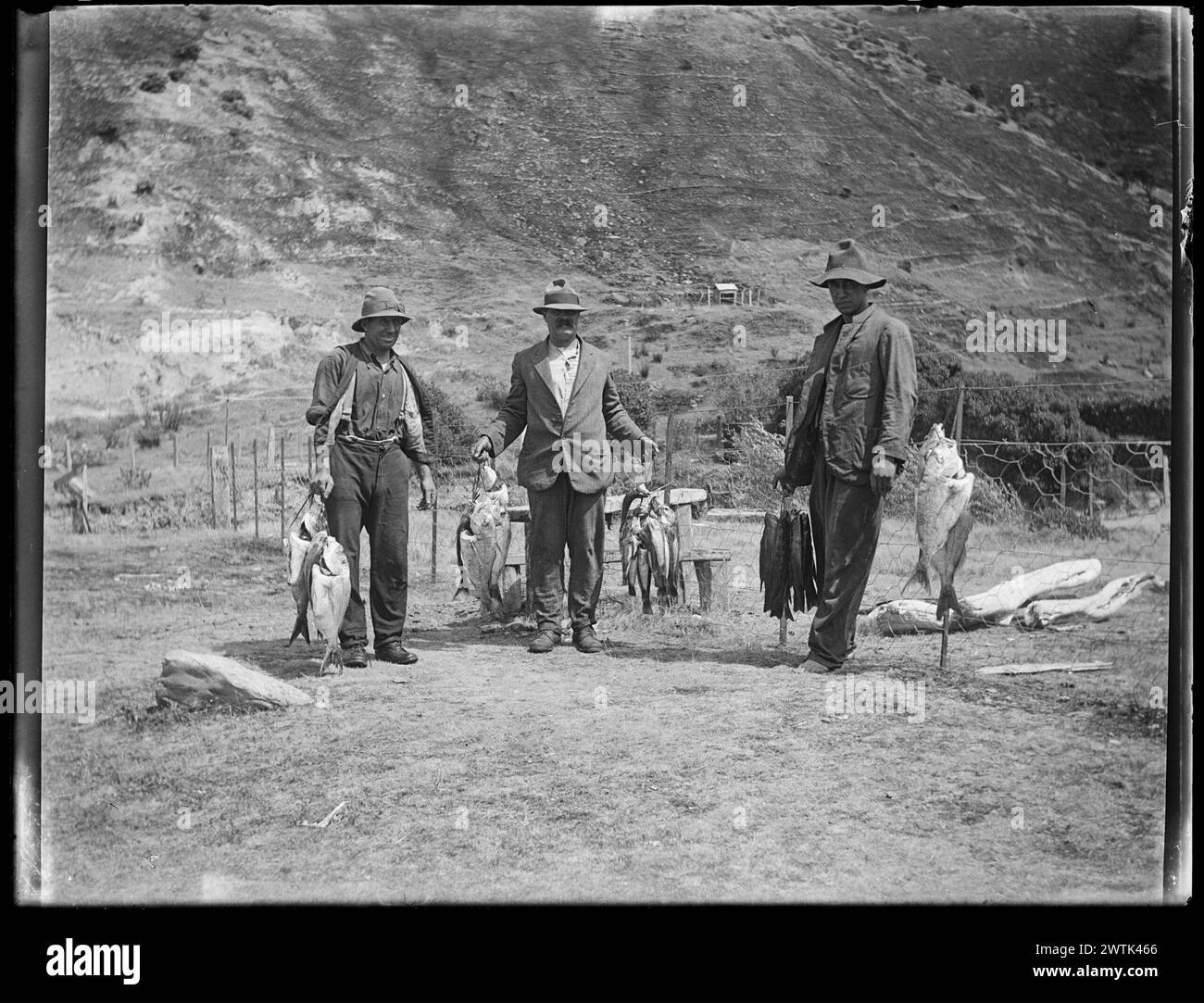 Webber's men with a good catch of schnapper and rock-cod gelatin dry ...