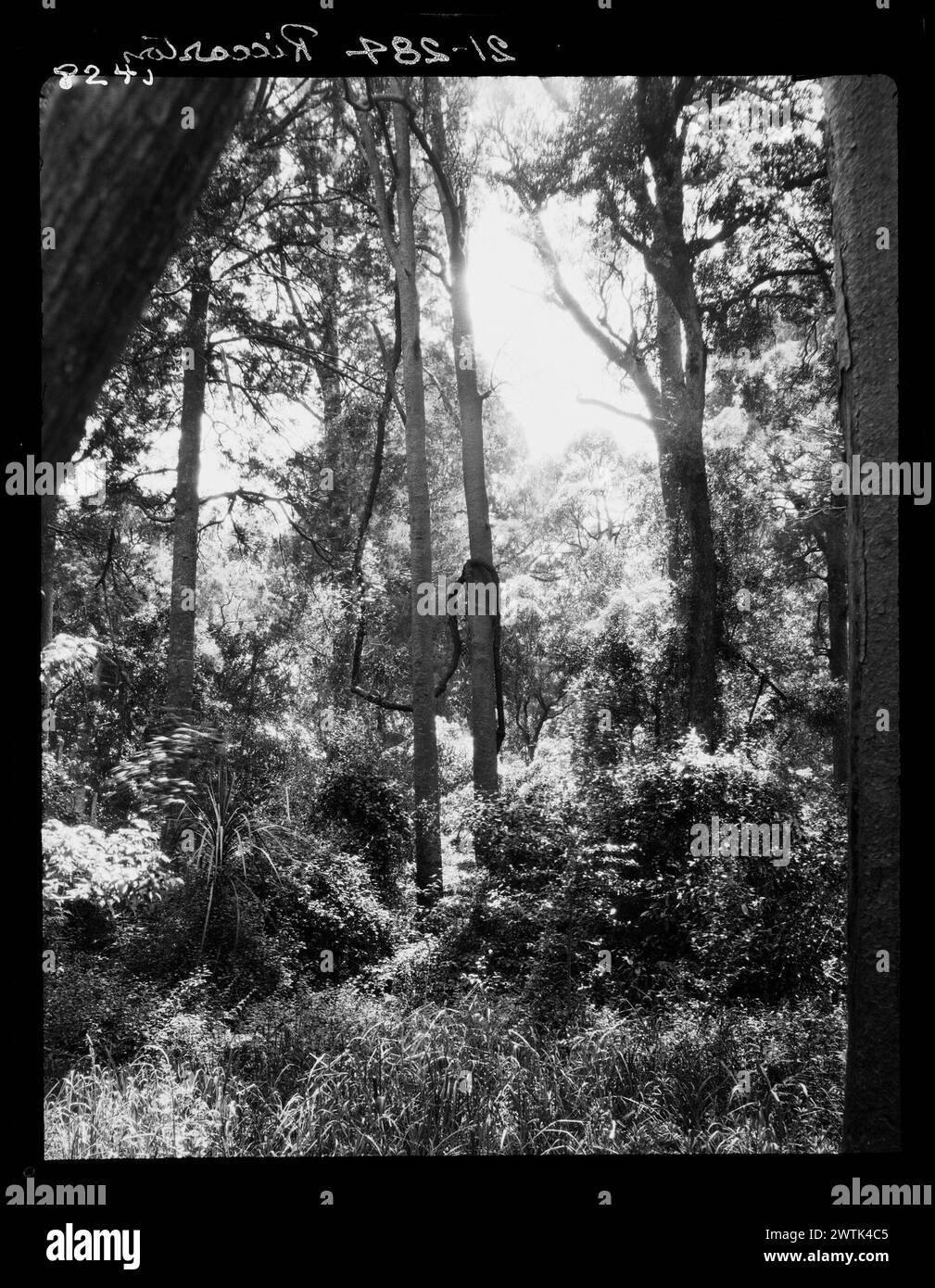 Leaf litter Black and White Stock Photos & Images - Alamy
