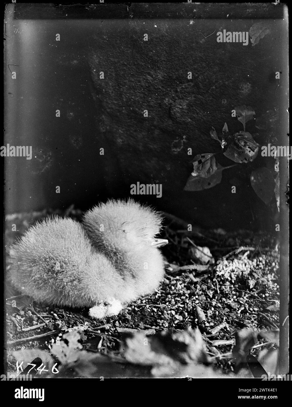 Black tail bird Black and White Stock Photos & Images - Alamy