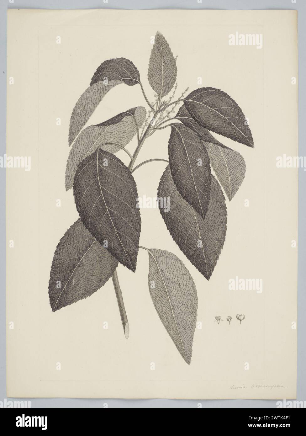 Claoxylon tenerifolium (Baillon) F. Mueller prints, copper engravings ...