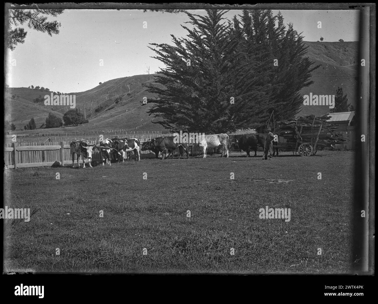 Bullock teams hi-res stock photography and images - Alamy