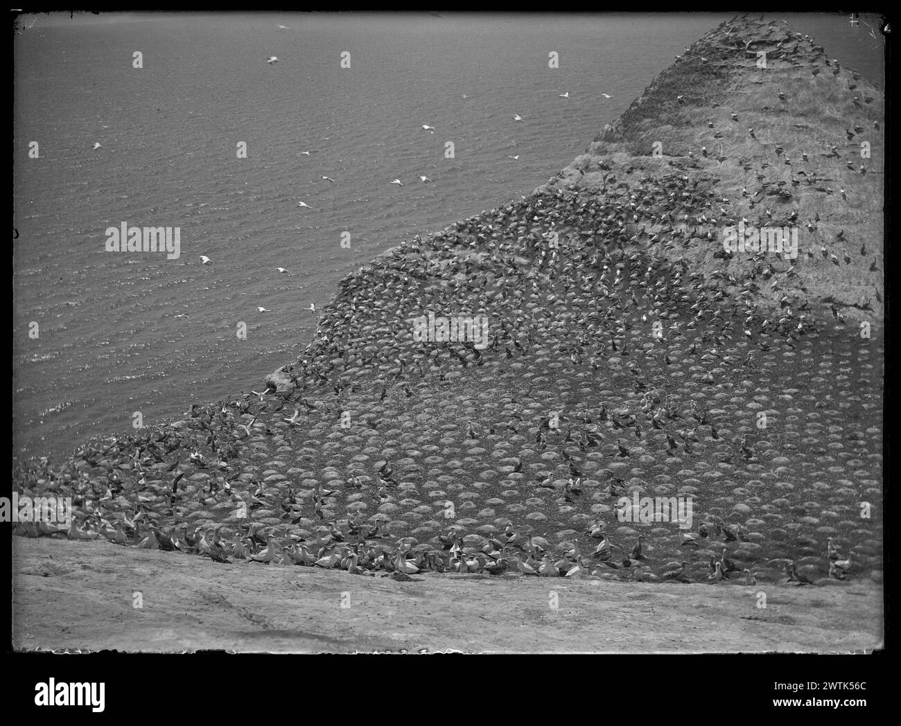 Nesting colony birds Black and White Stock Photos & Images - Alamy