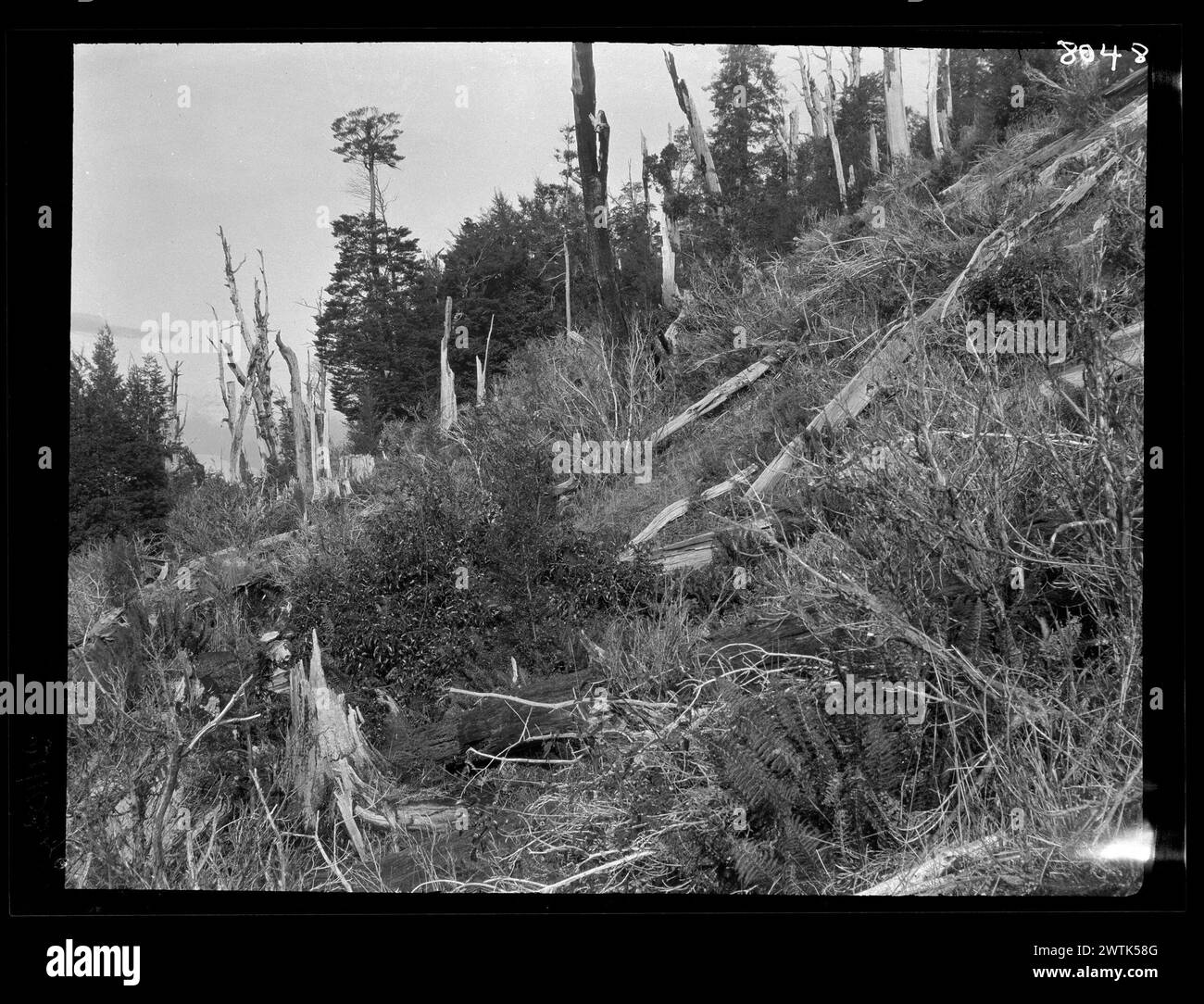 Natural regeneration woodland Black and White Stock Photos & Images - Alamy