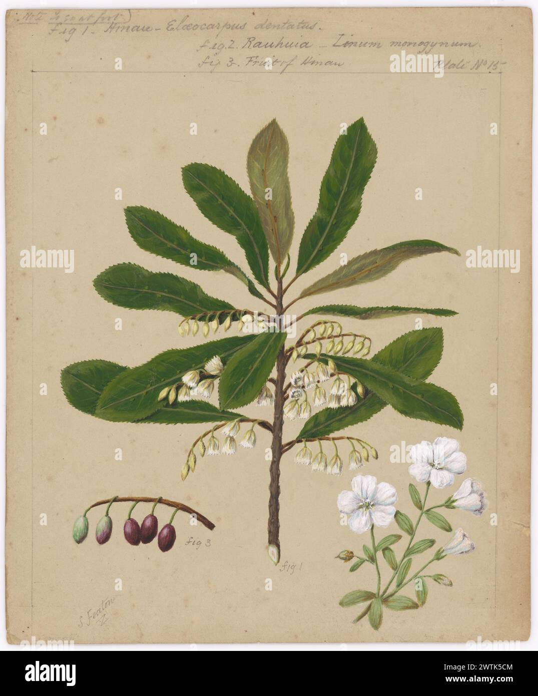 [Hinau - Eloeocarpus dentatus; Rauhina - linum monogynum.] watercolours ...