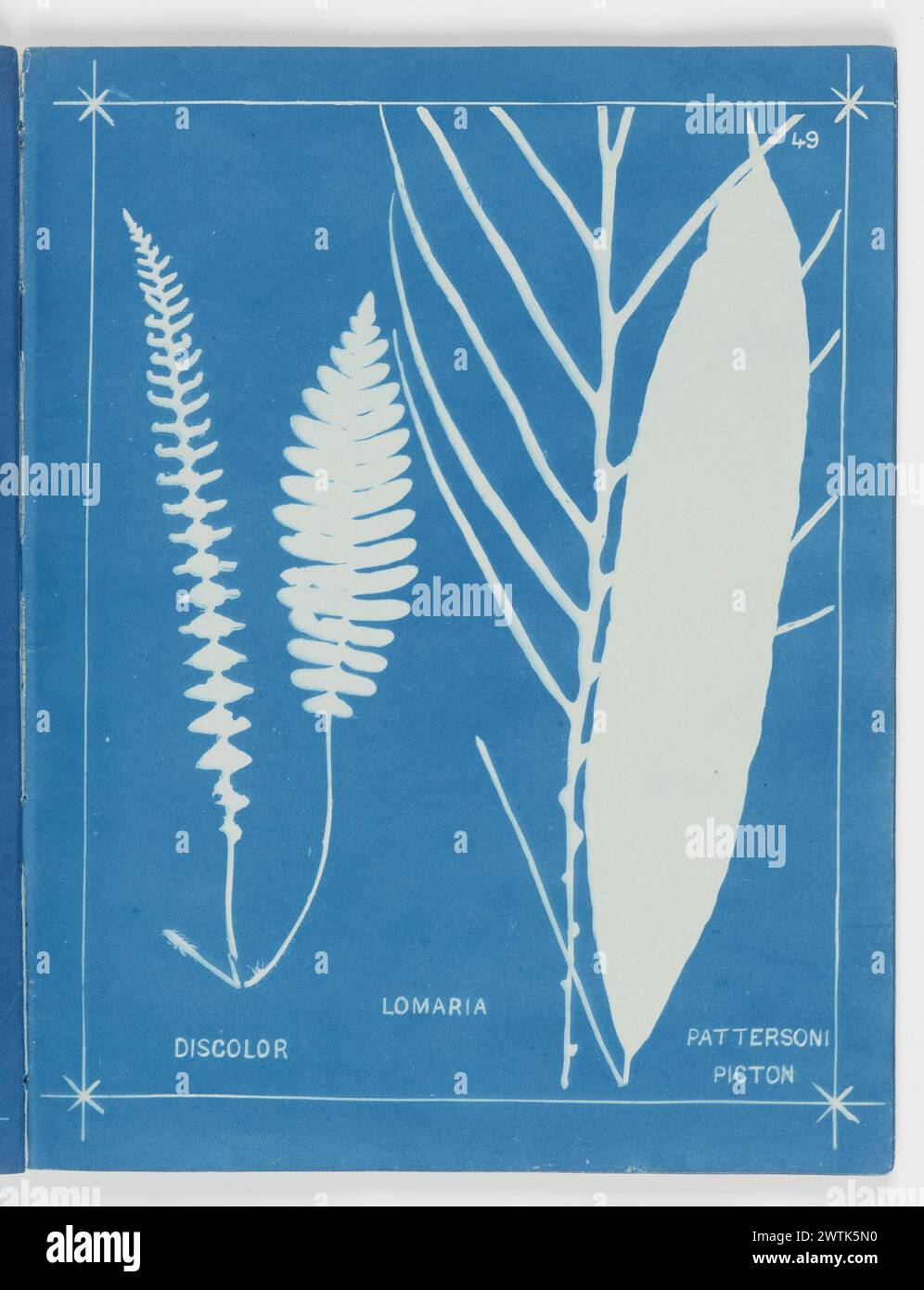 Lomaria discolor, L. pattersoni, Picton. From the album: New Zealand ...