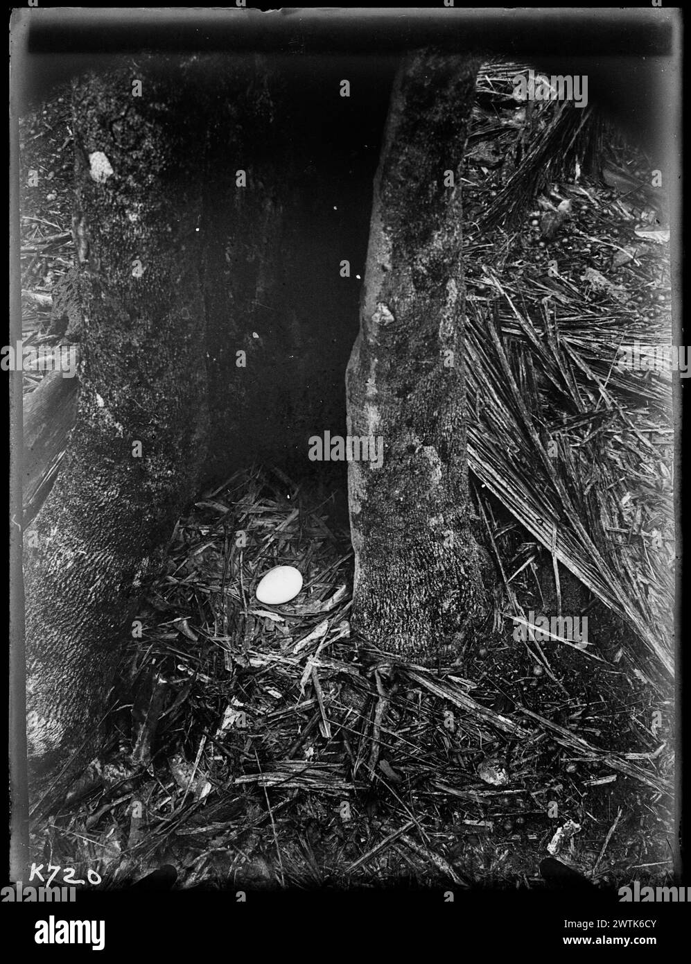 Egg visual Black and White Stock Photos & Images - Alamy