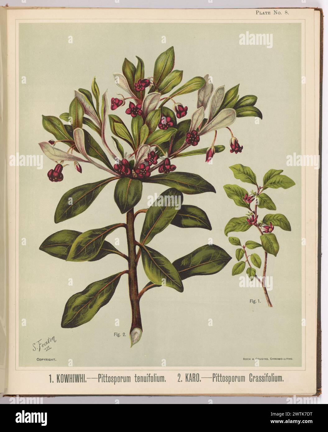 Pittosporum crassifolium karo hi-res stock photography and images - Alamy