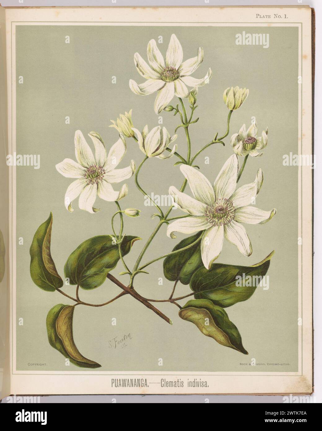 Puawananga. - Clematis indivisa. Plate 1. From the book: The art album ...