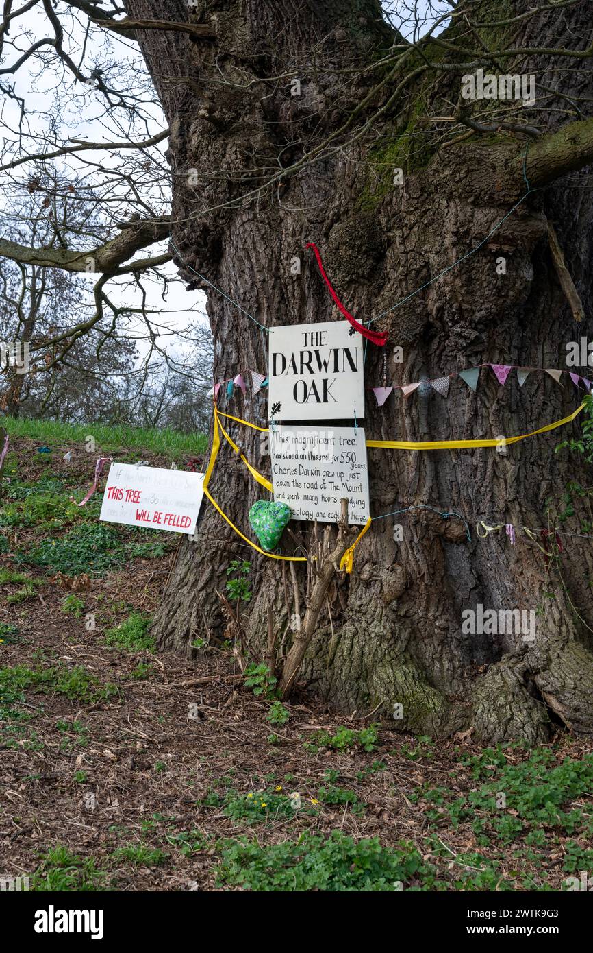 Charles darwin oak tree hi-res stock photography and images - Alamy