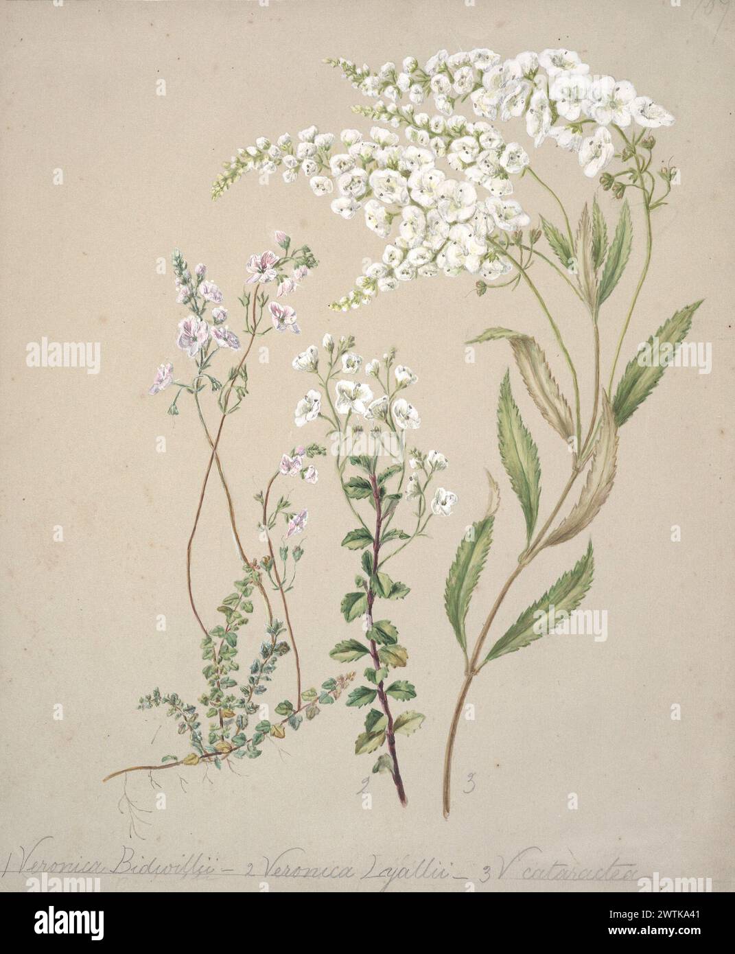 Veronica watercolours, works on paper Stock Photo - Alamy