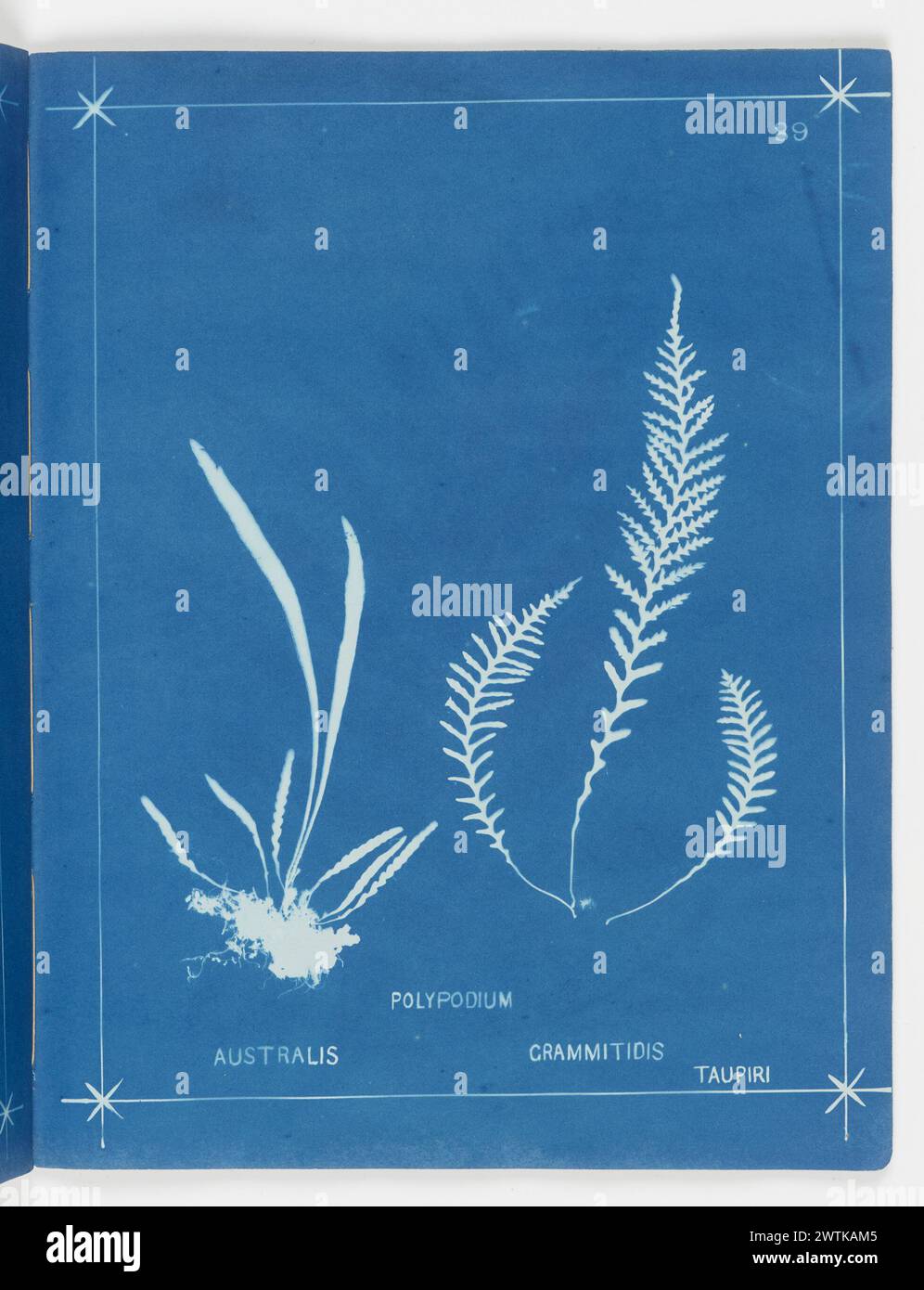 Polypodium australis, P. grammitidis, Taupiri. From the album: New ...