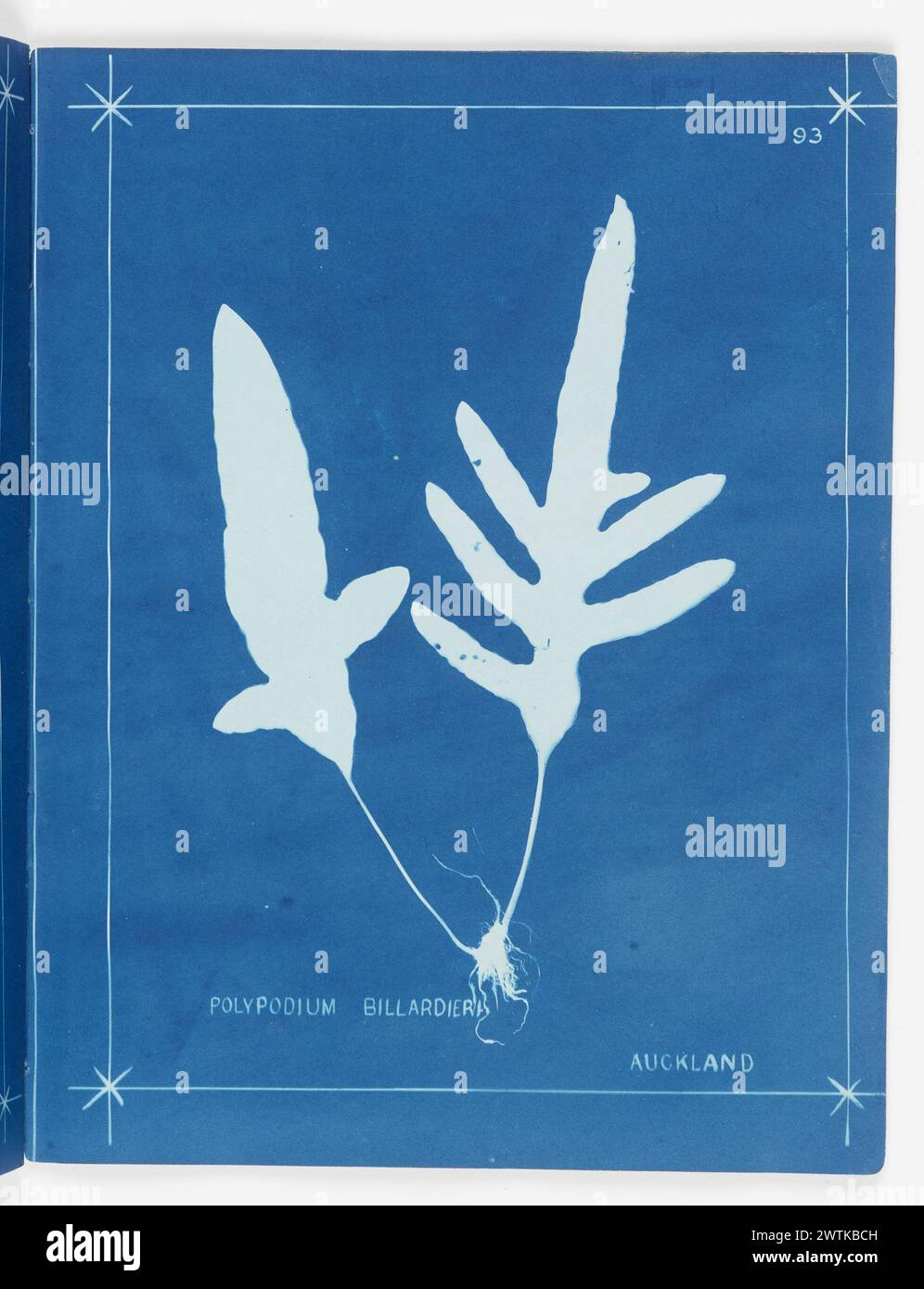 Polyodium billardieri, Auckland. From the album: New Zealand ferns,148 ...