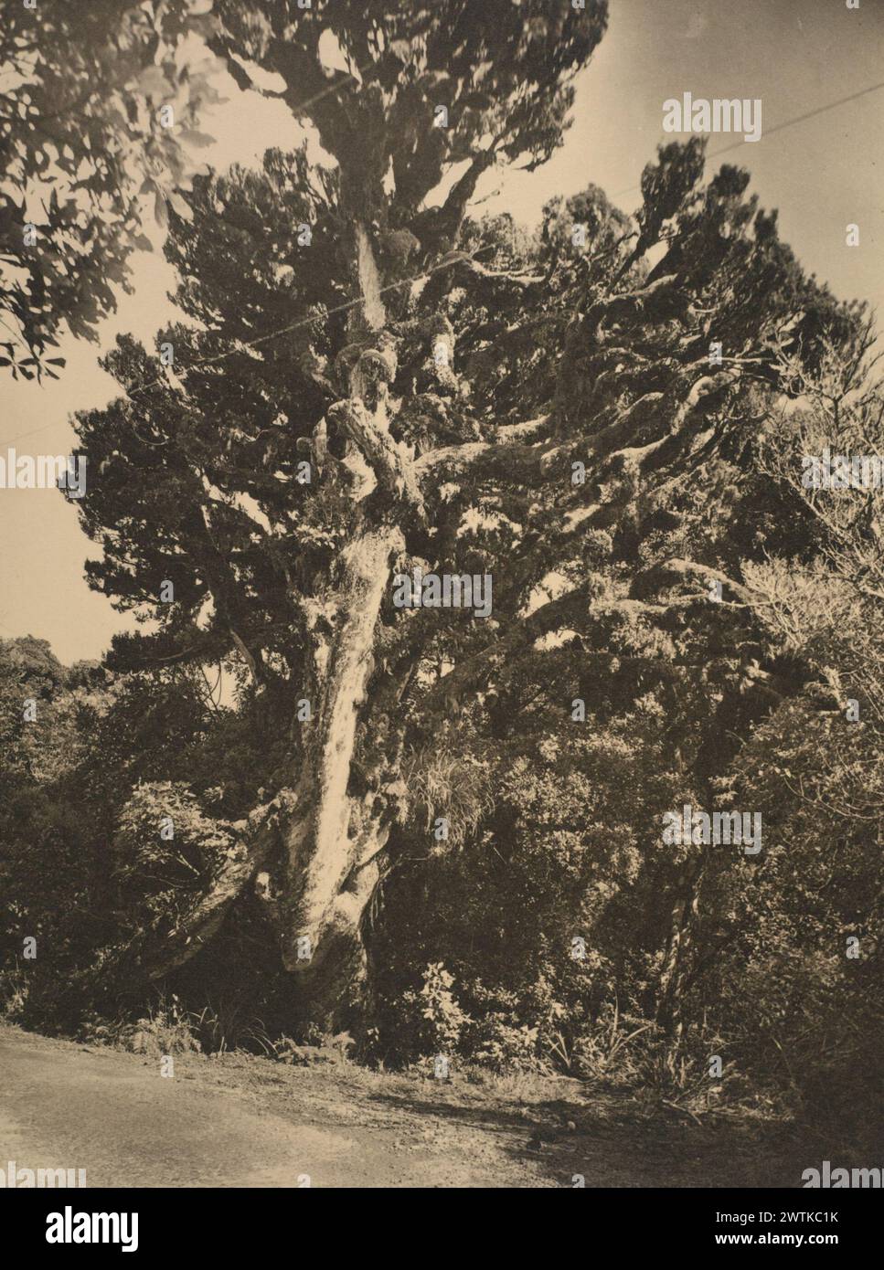 Rata tree on North Egmont track (14) gelatin silver prints, black-and ...