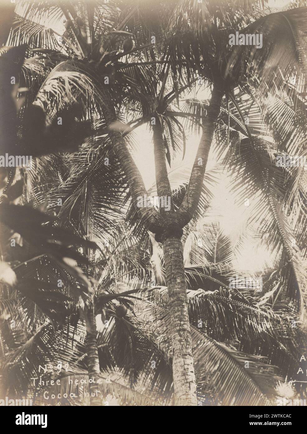 Three headed coconut tree. From the album: Photographs of Apia, Samoa ...