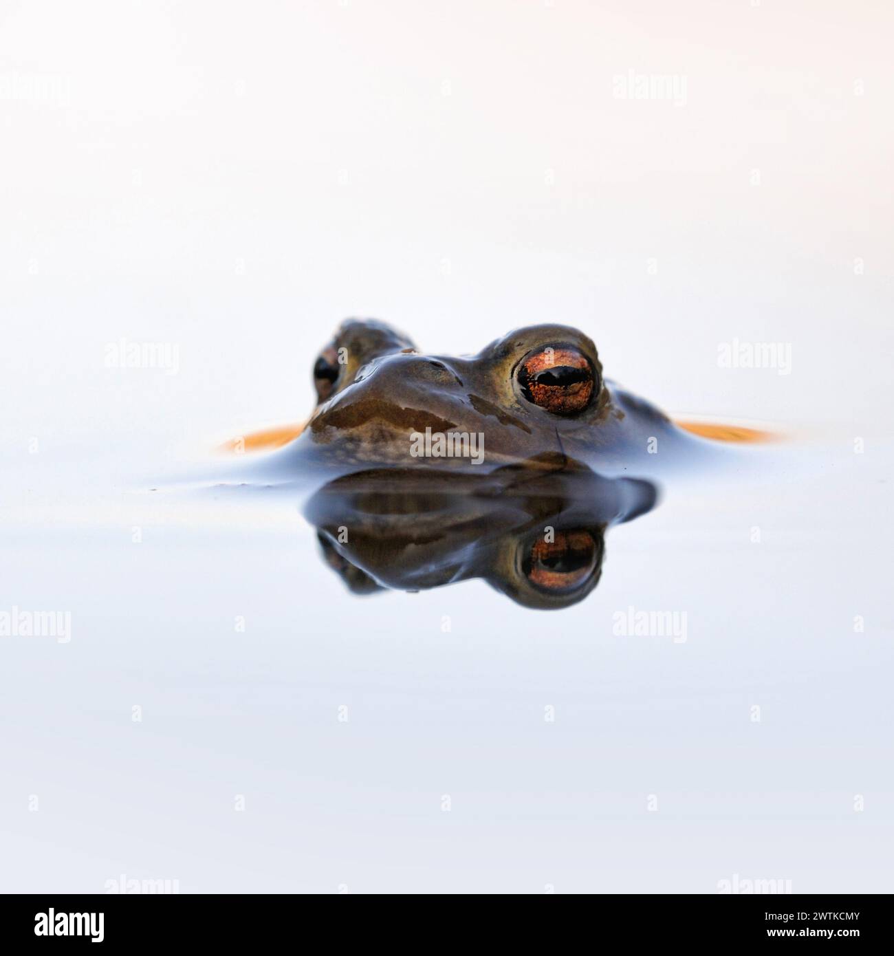 Common Toad (Bufo bufo) floats on beautiful water surface waiting for its mate, wildlife, Europe ...