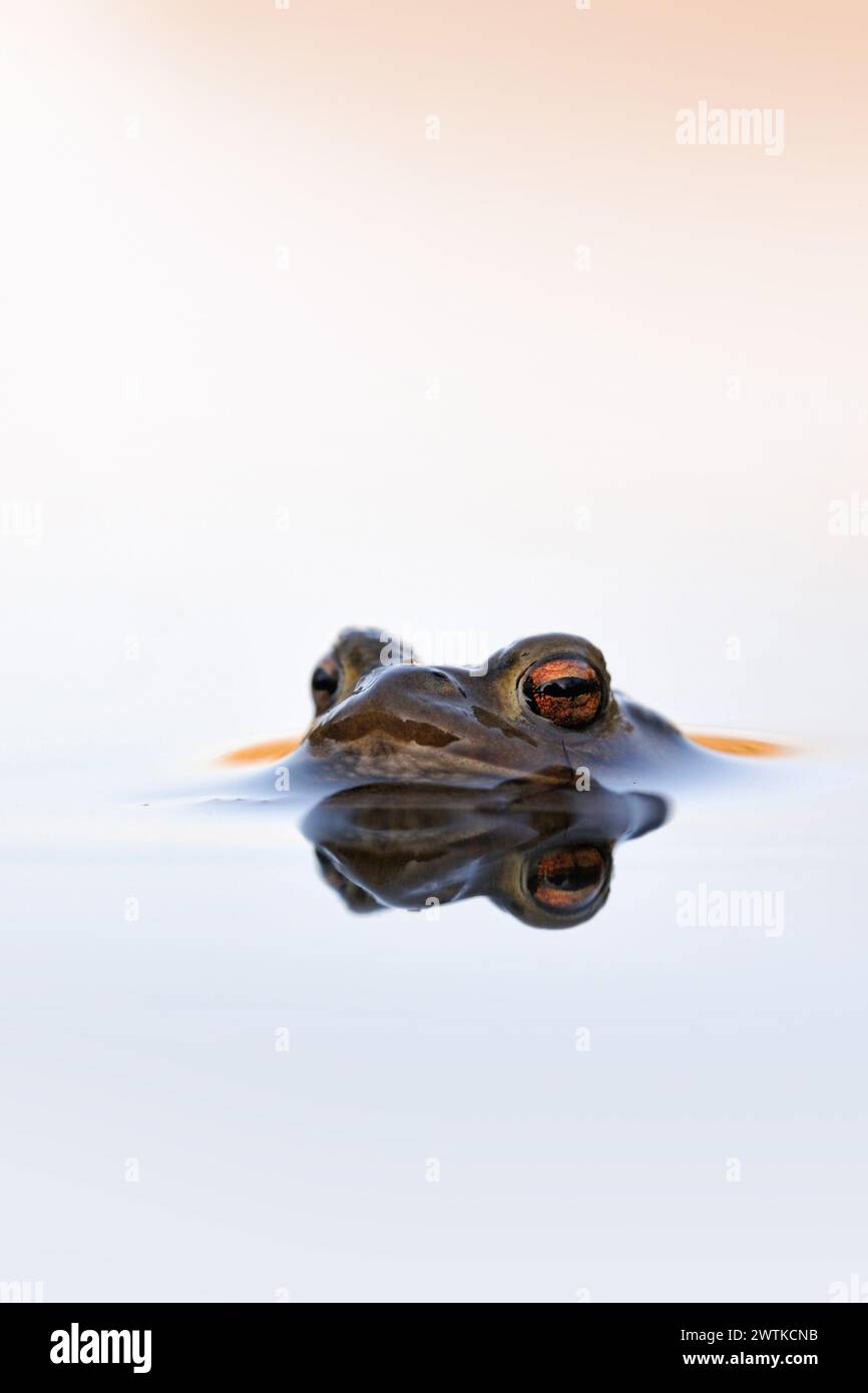 Common Toad (Bufo bufo) floats on beautiful water surface waiting for its mate, wildlife, Europe ...