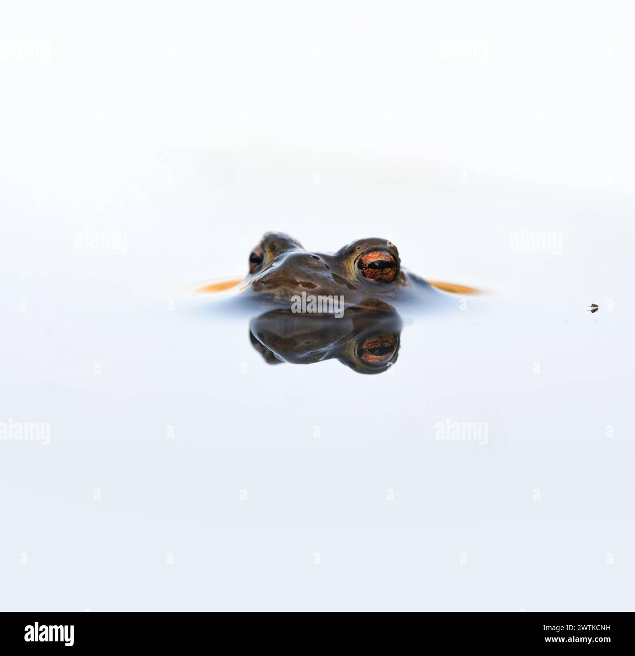 Common Toad ( Bufo bufo ) floating, swimming on the water surface ...