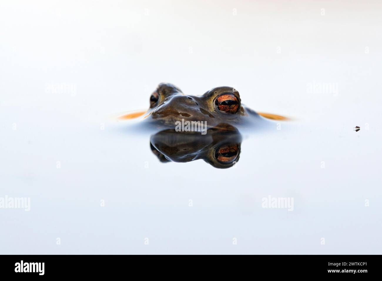 Common Toad ( Bufo bufo ) floating, swimming on the water surface ...