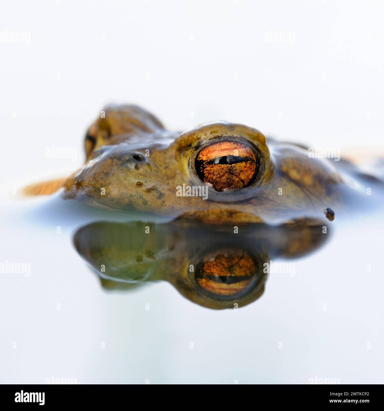 Common Toad ( Bufo bufo ) while spawning season, floats on white colored water surface; waiting ...