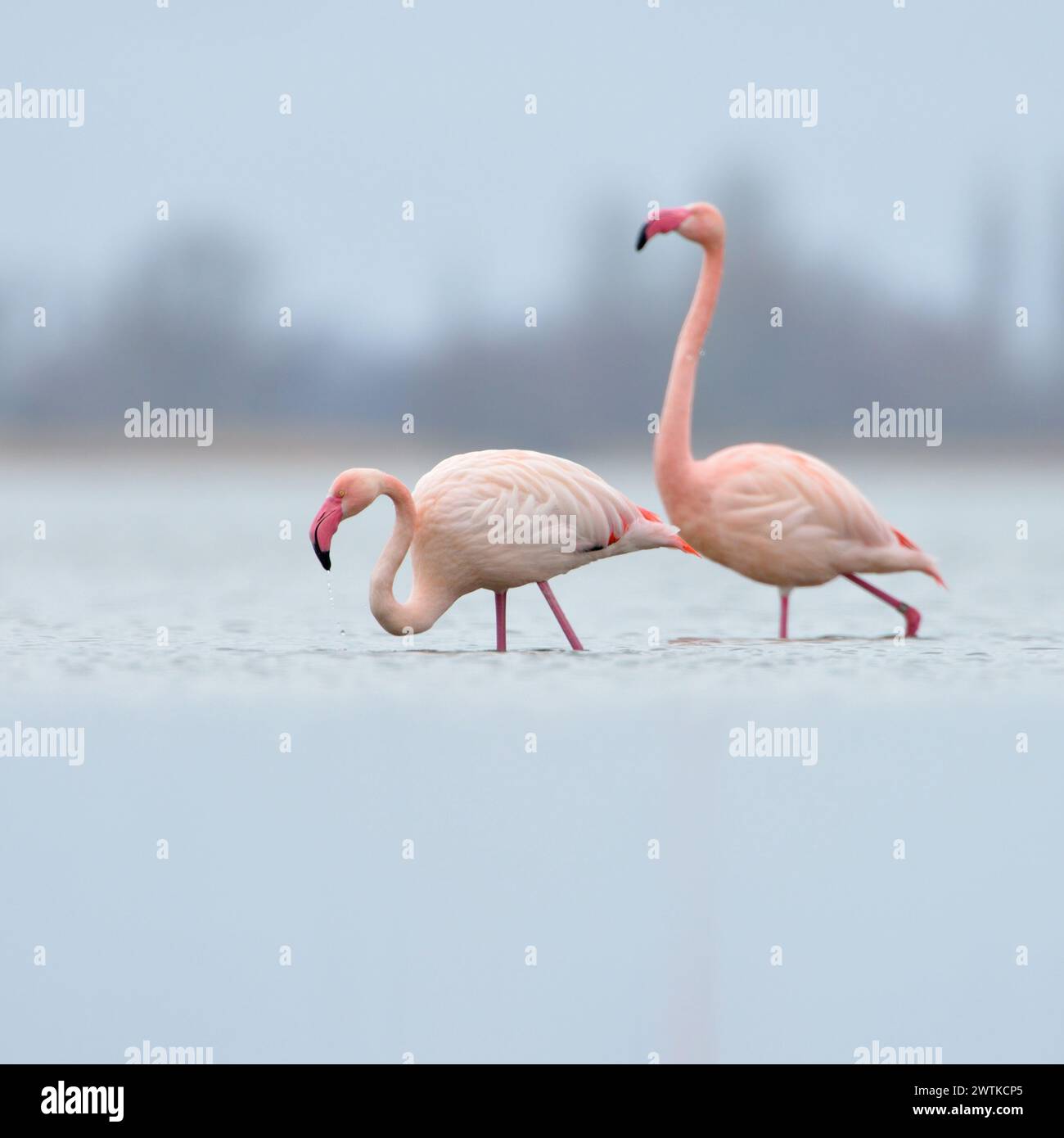 far north... Pink flamingos * Phoenicopterus roseus * from the ...