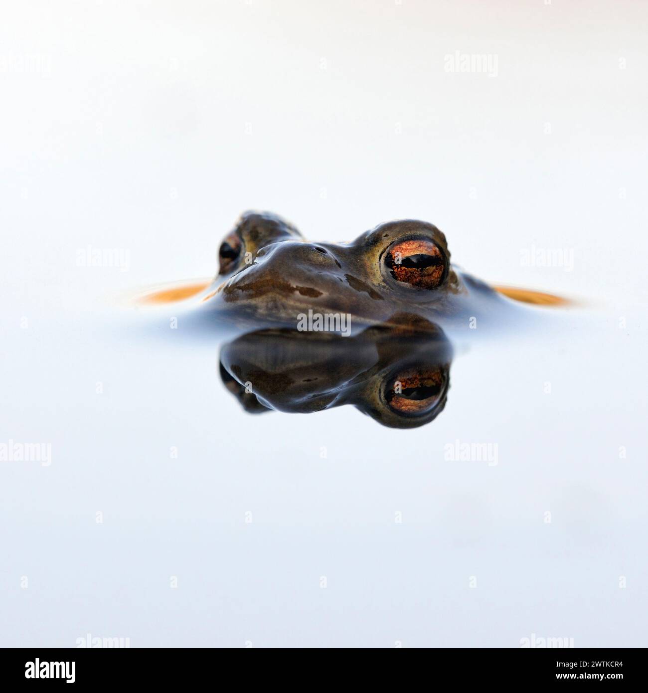 Common Toad ( Bufo bufo ) floating, swimming on the water surface ...