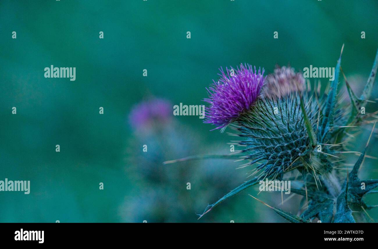 Scottish thistle national emblem hi-res stock photography and images ...