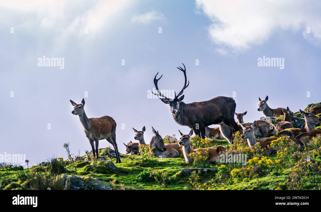 Scotland red deer flowers hi-res stock photography and images - Alamy