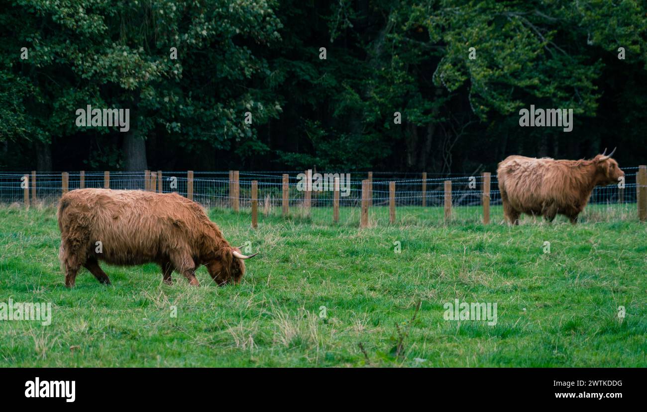 Highland cow on pasture hi-res stock photography and images - Alamy