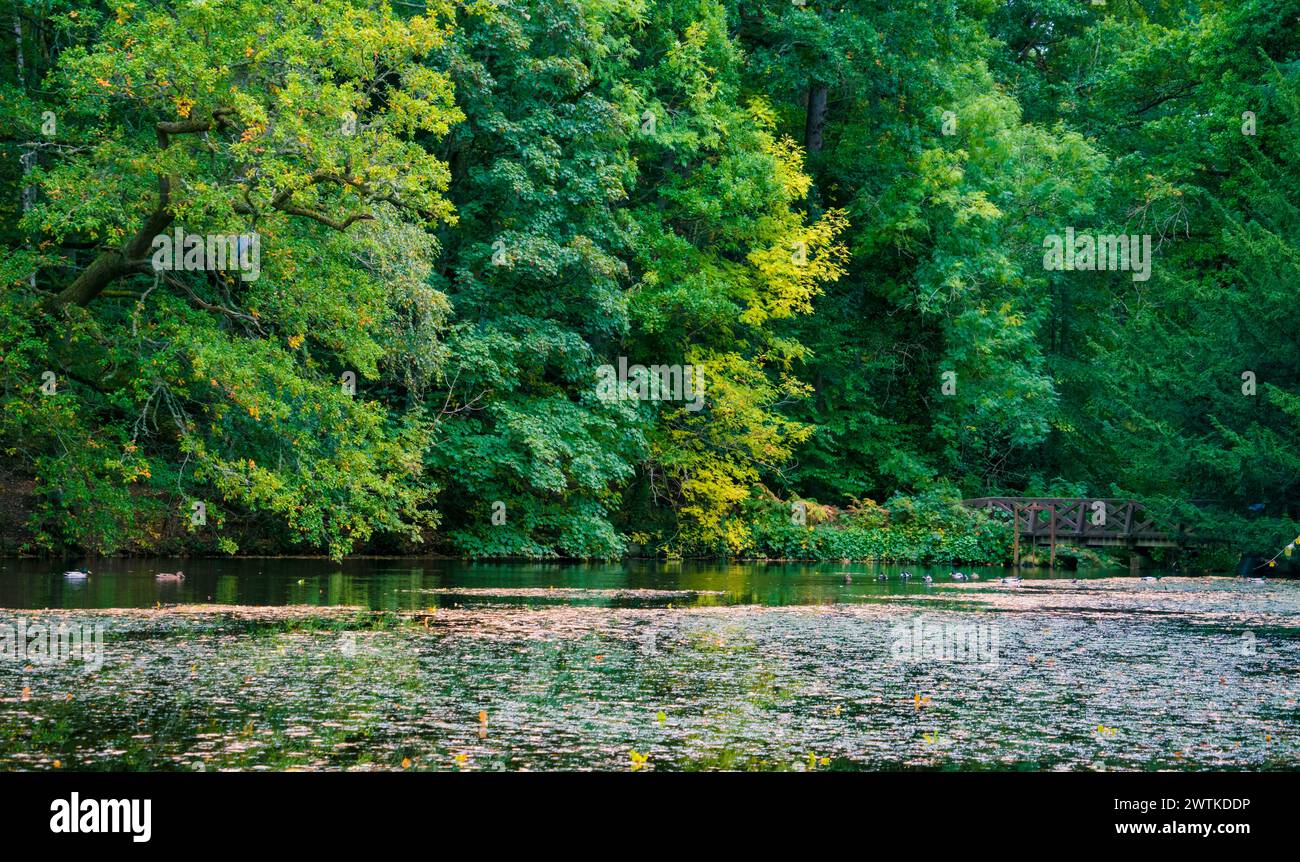 Lake in a Forest with a Bridge Stock Photo - Alamy
