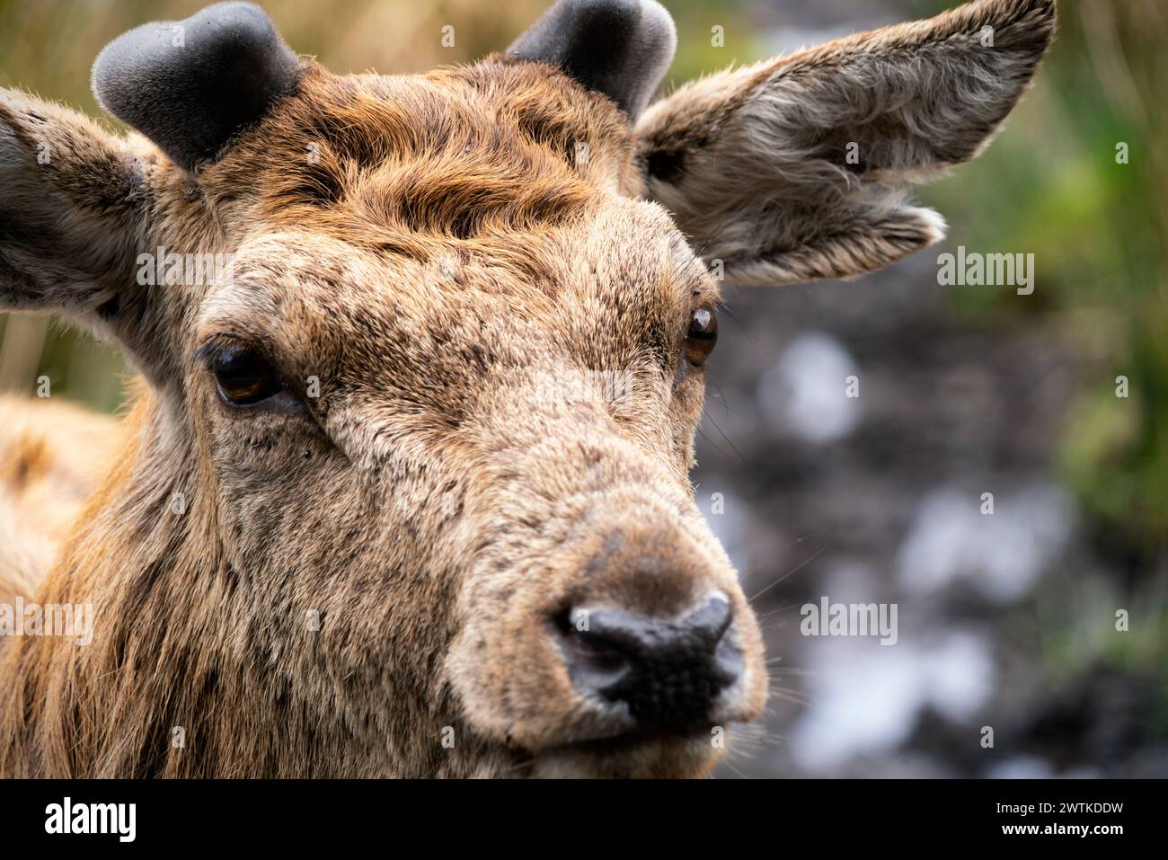 Male Red Deer with Regrowing Antlers Stock Photo - Alamy