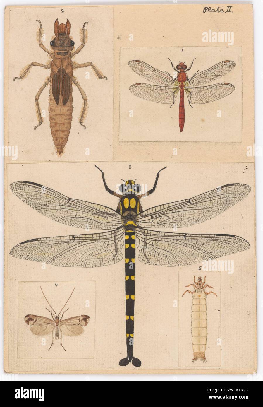Original hand painted plate for New Zealand Neuroptera [Plate II ...
