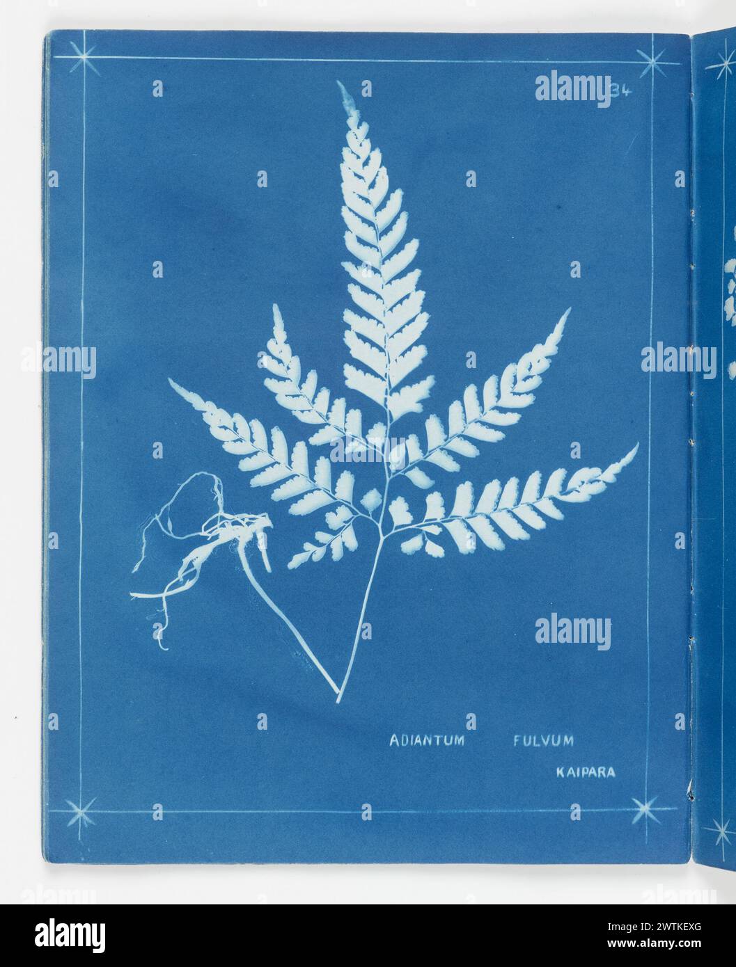 Adiantum fulvum, Kaipara. From the album: New Zealand ferns,148 ...