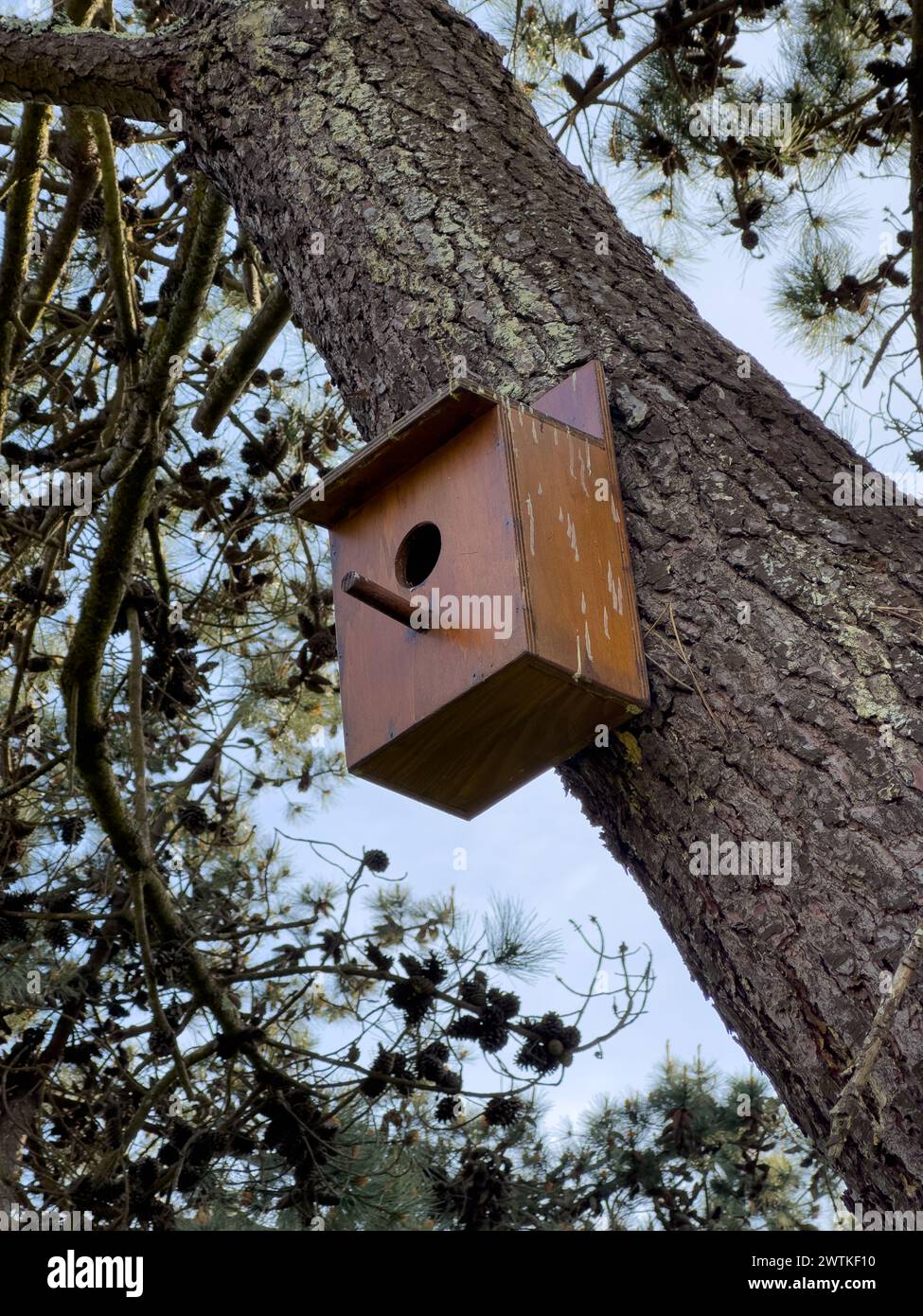 Pine tree with bird nesting box hi-res stock photography and images - Alamy