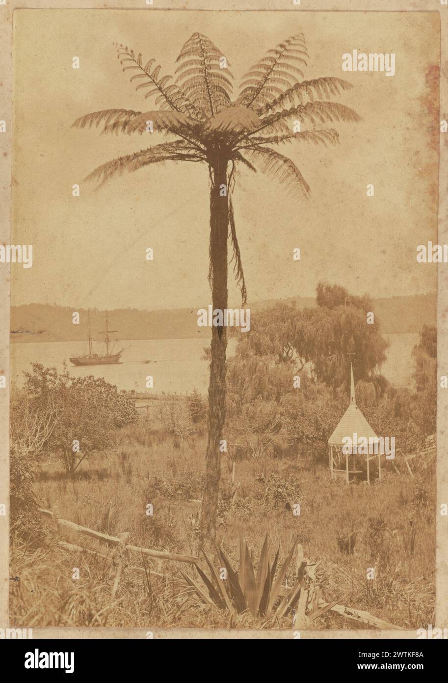 Ponga tree and pergola photographic prints, albumen prints, vintage ...