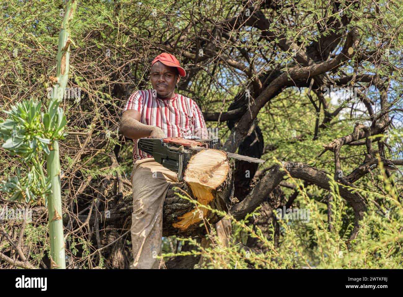 african man with a chainsaw climbed in a tree cutting branches Stock ...
