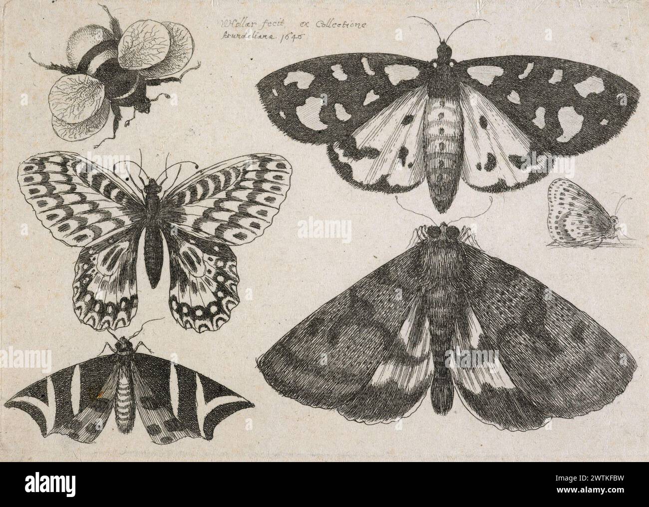 Muscarum scarabeorum ... varie figure. Plate 9. Three moths, two butterflies, and a bumble-bee ...