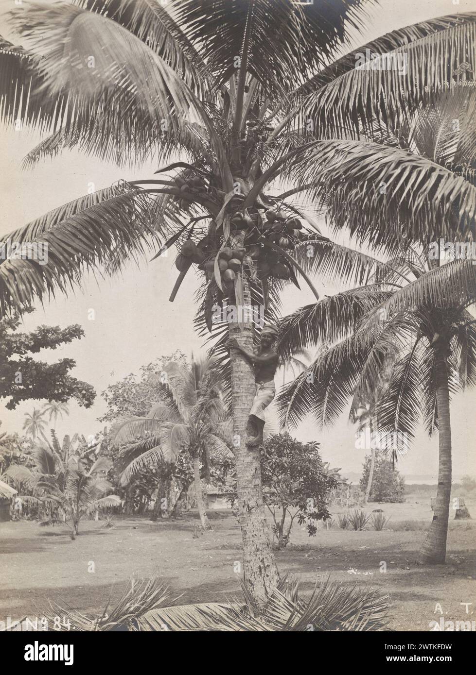 Samoa tree from the album hi-res stock photography and images - Alamy