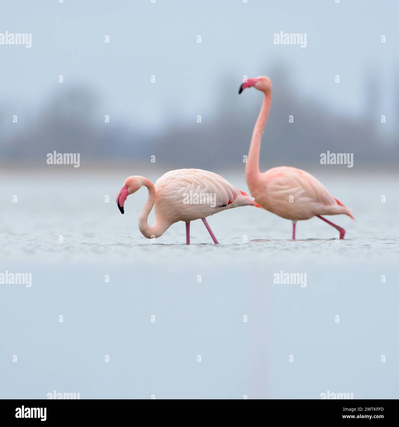Gewone flamingo hi-res stock photography and images - Alamy