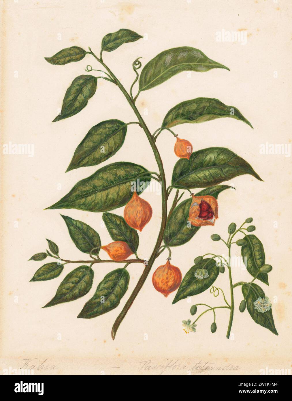 N.Z. Passionfruit, Kohia watercolours, works on paper Stock Photo - Alamy