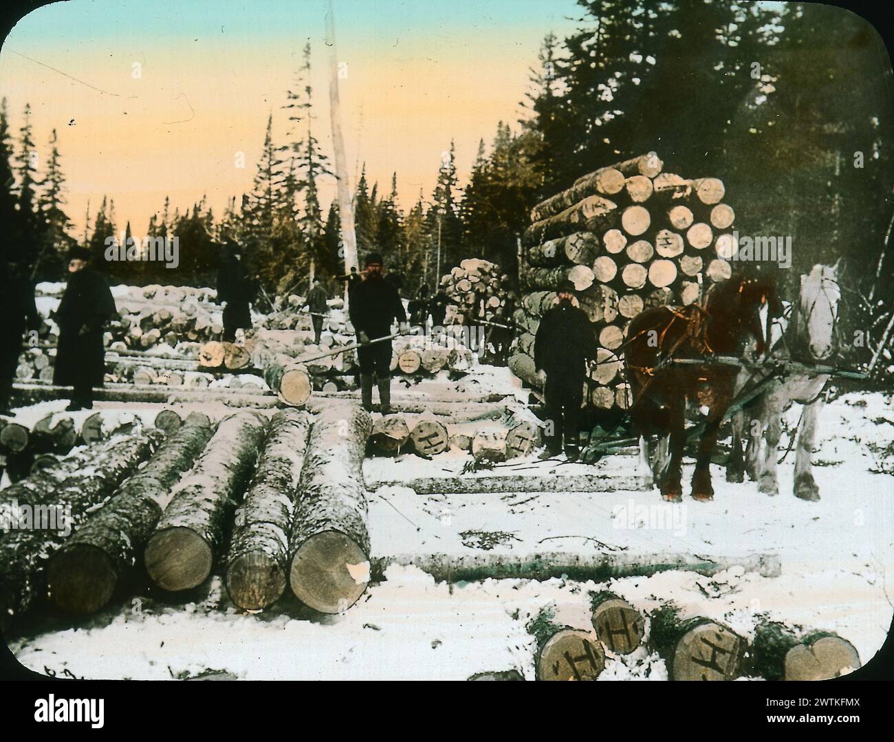 Horse hauling logs hi-res stock photography and images - Alamy