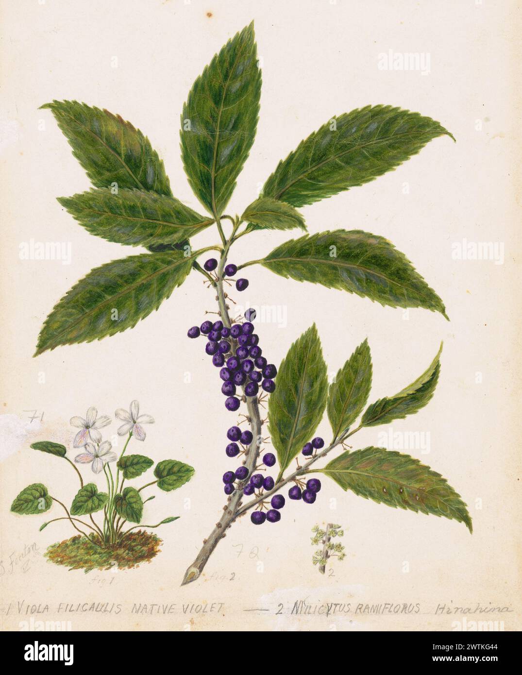 Mahoe watercolours, works on paper Stock Photo - Alamy